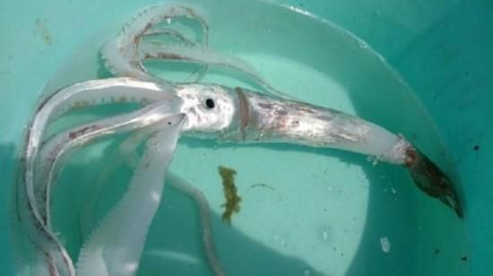 世界最大的乌贼有多大_大王乌贼能长多长-第2张图片-山城妙识 世界最大的乌贼有多大_大王乌贼能长多长-第2张图片-山城妙识