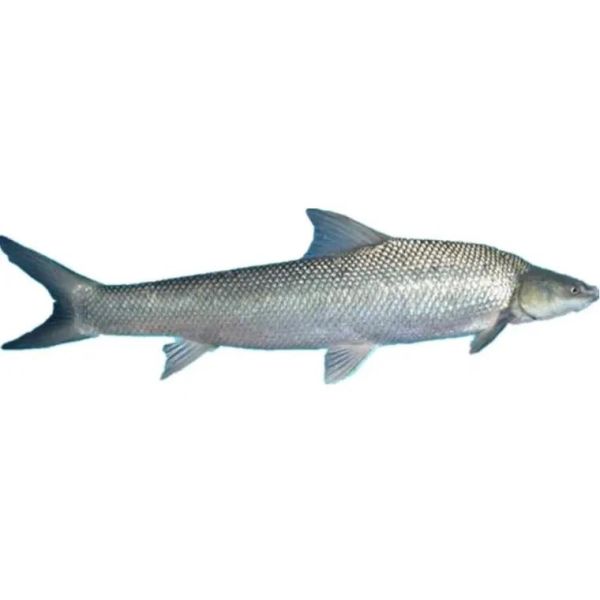 中国淡水银鳕鱼好吃吗_淡水银鳕鱼口感怎么样-第3张图片-山城妙识 中国淡水银鳕鱼好吃吗_淡水银鳕鱼口感怎么样-第3张图片-山城妙识