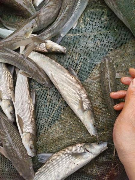 中国淡水银鳕鱼好吃吗_淡水银鳕鱼口感怎么样-第2张图片-山城妙识 中国淡水银鳕鱼好吃吗_淡水银鳕鱼口感怎么样-第2张图片-山城妙识