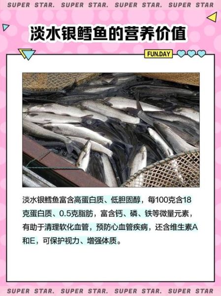 中国淡水银鳕鱼好吃吗_淡水银鳕鱼口感怎么样-第1张图片-山城妙识 中国淡水银鳕鱼好吃吗_淡水银鳕鱼口感怎么样-第1张图片-山城妙识