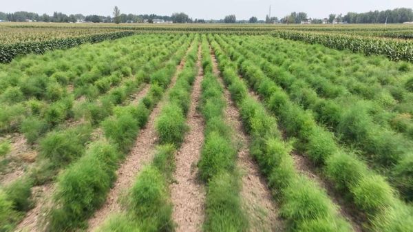 芦笋生长在哪里_芦笋适合什么土壤-第1张图片-山城妙识 芦笋生长在哪里_芦笋适合什么土壤-第1张图片-山城妙识