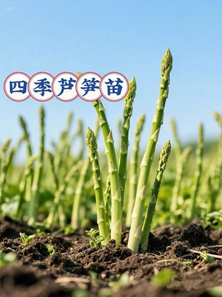 芦笋生长在哪里_芦笋适合什么土壤-第3张图片-山城妙识 芦笋生长在哪里_芦笋适合什么土壤-第3张图片-山城妙识