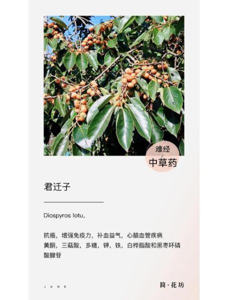 黑枣的营养价值及功效与作用_黑枣怎么吃最补血-第1张图片-山城妙识