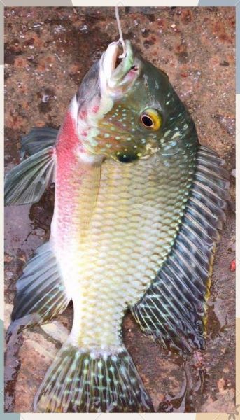 罗非鱼怎么钓_罗非鱼用什么饵料最好-第3张图片-山城妙识 罗非鱼怎么钓_罗非鱼用什么饵料最好-第3张图片-山城妙识