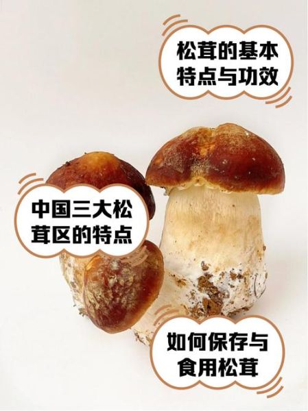 松茸蘑菇多少钱一斤_为什么价格差距这么大-第3张图片-山城妙识 松茸蘑菇多少钱一斤_为什么价格差距这么大-第3张图片-山城妙识