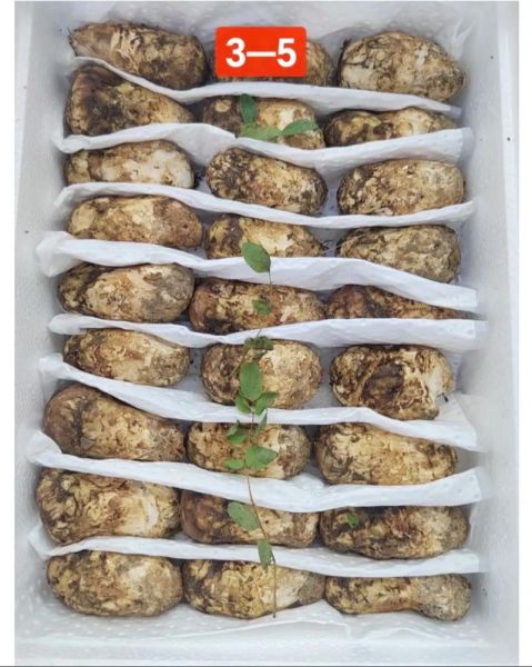 松茸蘑菇多少钱一斤_为什么价格差距这么大-第2张图片-山城妙识 松茸蘑菇多少钱一斤_为什么价格差距这么大-第2张图片-山城妙识