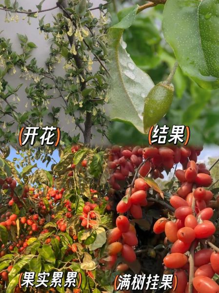 羊奶果种植条件_羊奶果几年结果-第2张图片-山城妙识 羊奶果种植条件_羊奶果几年结果-第2张图片-山城妙识