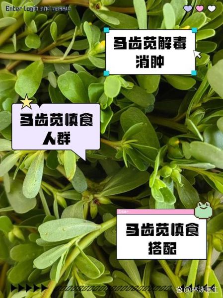 马齿菜的功效与作用禁忌_马齿菜什么人不能吃-第2张图片-山城妙识 马齿菜的功效与作用禁忌_马齿菜什么人不能吃-第2张图片-山城妙识