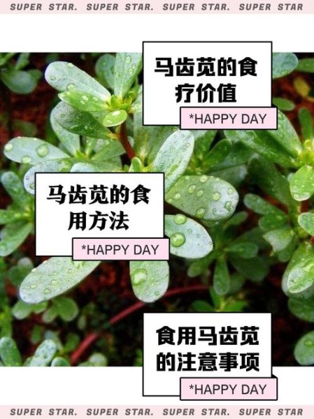 马齿菜的功效与作用禁忌_马齿菜什么人不能吃-第1张图片-山城妙识 马齿菜的功效与作用禁忌_马齿菜什么人不能吃-第1张图片-山城妙识