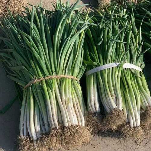 大葱图片大图_如何挑选新鲜大葱-第2张图片-山城妙识