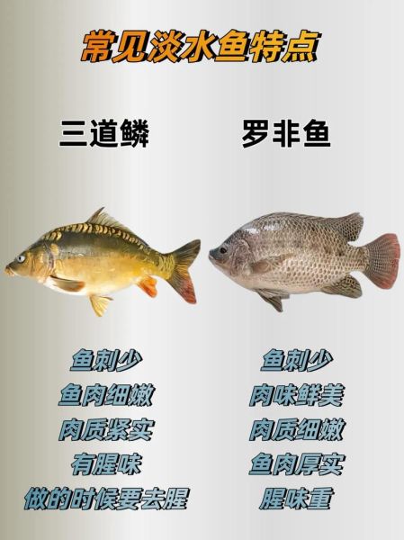 淡水鱼种类大全_如何识别常见淡水鱼-第3张图片-山城妙识