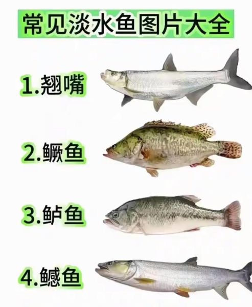 淡水鱼种类大全_如何识别常见淡水鱼-第2张图片-山城妙识