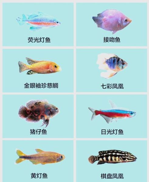 淡水鱼大全名称图片_常见品种有哪些-第1张图片-山城妙识