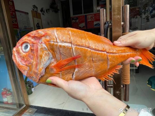 长寿鱼是什么鱼_长寿鱼怎么做最好吃-第2张图片-山城妙识