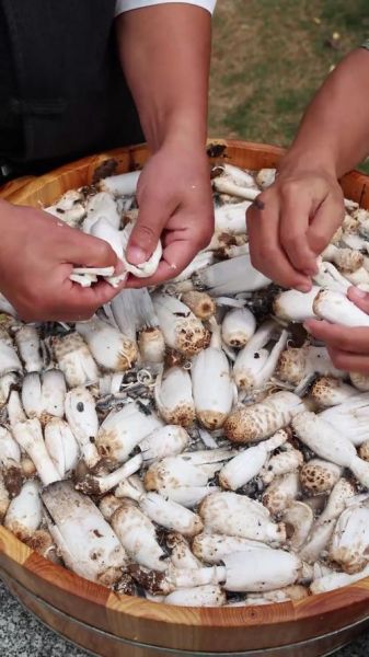 野生鸡腿菇图片_如何辨别真假-第3张图片-山城妙识