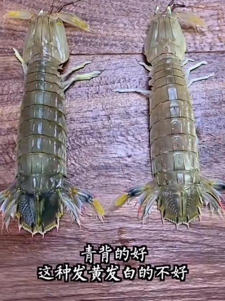 皮皮虾怎么洗简单又干净_清洗皮皮虾最快速的方法-第2张图片-山城妙识 皮皮虾怎么洗简单又干净_清洗皮皮虾最快速的方法-第2张图片-山城妙识