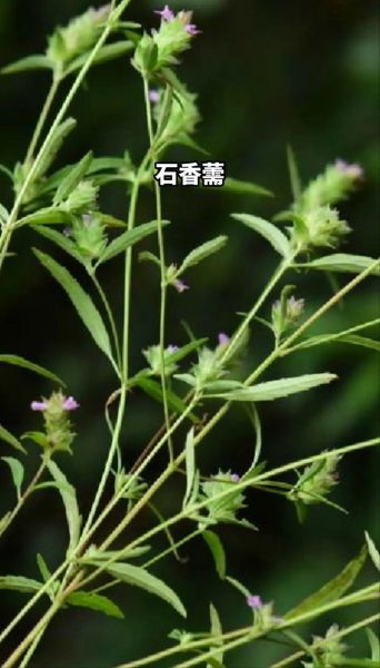 荆芥穗与荆芥的区别_荆芥穗与荆芥的功效差异-第2张图片-山城妙识