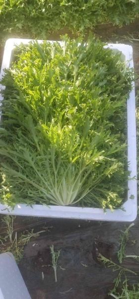 苦菊图片大全大图_苦菊长什么样-第2张图片-山城妙识 苦菊图片大全大图_苦菊长什么样-第2张图片-山城妙识