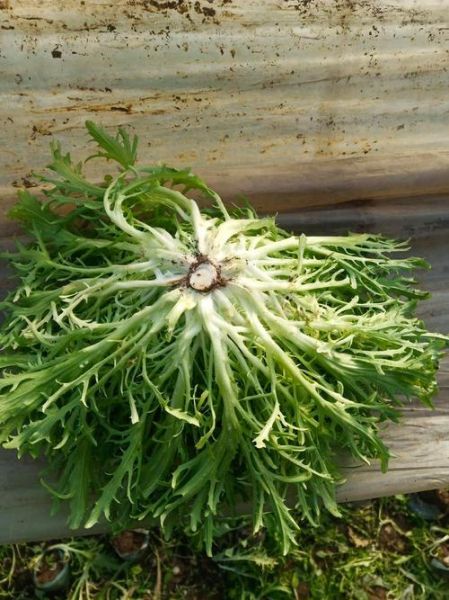 苦菊图片大全大图_苦菊长什么样-第3张图片-山城妙识 苦菊图片大全大图_苦菊长什么样-第3张图片-山城妙识