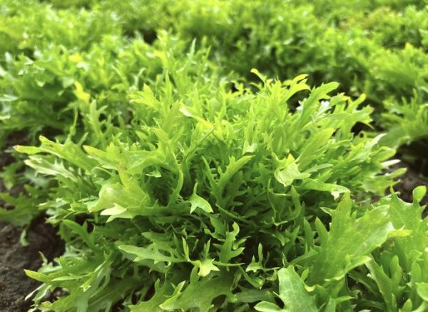 苦菊图片大全大图_苦菊长什么样-第1张图片-山城妙识 苦菊图片大全大图_苦菊长什么样-第1张图片-山城妙识