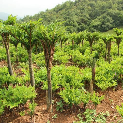 魔芋长什么样_魔芋植物图片怎么辨认-第1张图片-山城妙识 魔芋长什么样_魔芋植物图片怎么辨认-第1张图片-山城妙识