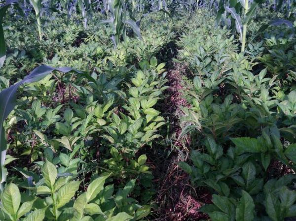 魔芋长什么样_魔芋植物图片怎么辨认-第2张图片-山城妙识 魔芋长什么样_魔芋植物图片怎么辨认-第2张图片-山城妙识