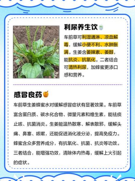 车前草怎么吃_车前草有什么功效-第1张图片-山城妙识 车前草怎么吃_车前草有什么功效-第1张图片-山城妙识