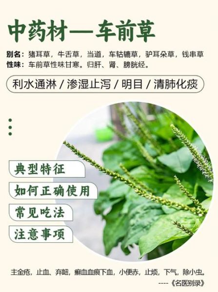 车前草怎么吃_车前草有什么功效-第2张图片-山城妙识 车前草怎么吃_车前草有什么功效-第2张图片-山城妙识