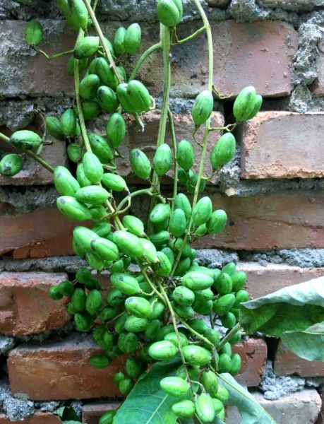 香椿芽苗菜怎么种_香椿芽苗菜种植视频教程-第2张图片-山城妙识 香椿芽苗菜怎么种_香椿芽苗菜种植视频教程-第2张图片-山城妙识