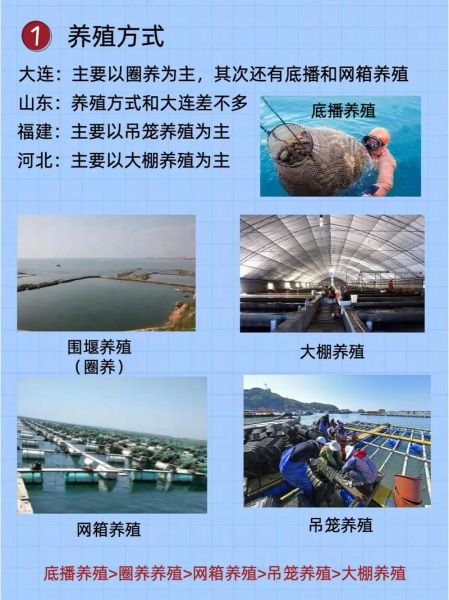 辽宁海参最好的多少钱一斤_顶级辽参价格区间-第1张图片-山城妙识 辽宁海参最好的多少钱一斤_顶级辽参价格区间-第1张图片-山城妙识