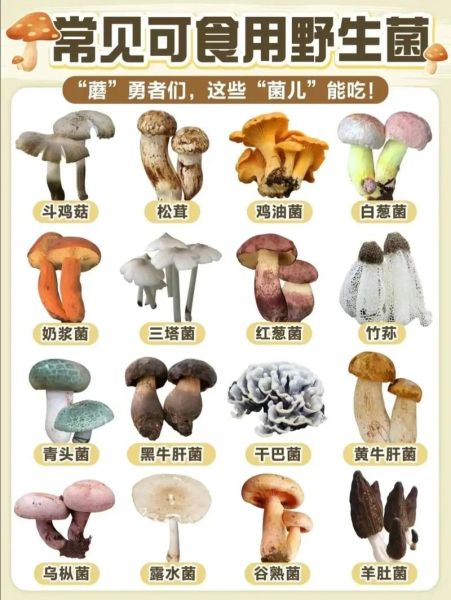 菇组词两个字有哪些_菇字常用组词大全-第2张图片-山城妙识 菇组词两个字有哪些_菇字常用组词大全-第2张图片-山城妙识