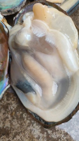 河蚌怎么杀_河蚌处理干净的方法-第3张图片-山城妙识