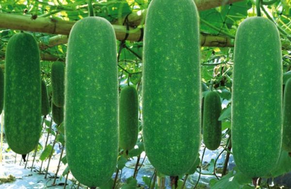 节瓜是什么瓜_广东人为什么叫节瓜-第1张图片-山城妙识 节瓜是什么瓜_广东人为什么叫节瓜-第1张图片-山城妙识