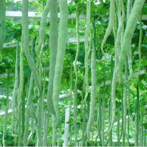 蛇豆怎么吃_蛇豆的家常做法-第3张图片-山城妙识 蛇豆怎么吃_蛇豆的家常做法-第3张图片-山城妙识