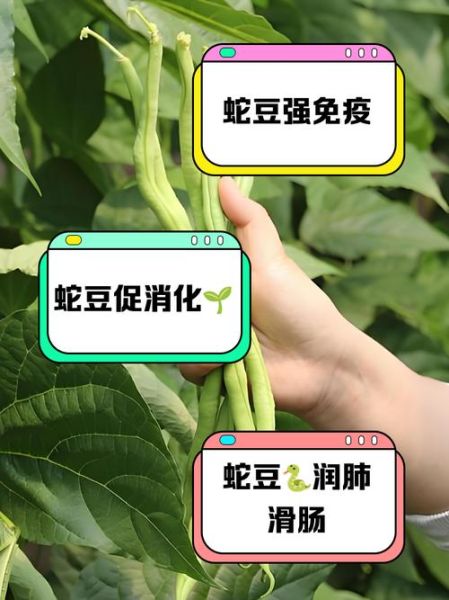 蛇豆怎么吃_蛇豆的家常做法-第1张图片-山城妙识 蛇豆怎么吃_蛇豆的家常做法-第1张图片-山城妙识