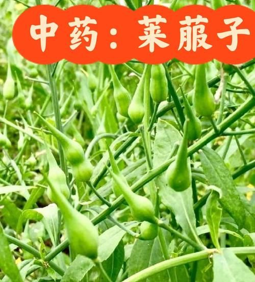 莱菔子有什么功效_莱菔子怎么吃效果好-第2张图片-山城妙识 莱菔子有什么功效_莱菔子怎么吃效果好-第2张图片-山城妙识