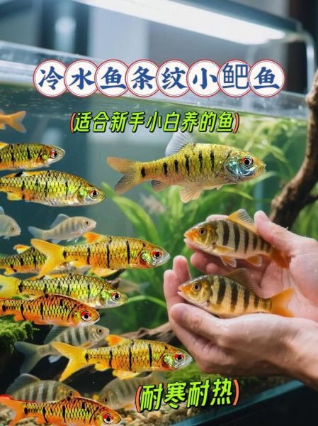 山区冷水适合养什么鱼_冷水鱼养殖品种推荐-第1张图片-山城妙识 山区冷水适合养什么鱼_冷水鱼养殖品种推荐-第1张图片-山城妙识