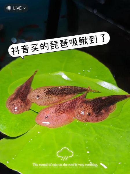 山区冷水适合养什么鱼_冷水鱼养殖品种推荐-第3张图片-山城妙识 山区冷水适合养什么鱼_冷水鱼养殖品种推荐-第3张图片-山城妙识