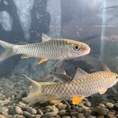 山区冷水适合养什么鱼_冷水鱼养殖品种推荐-第2张图片-山城妙识 山区冷水适合养什么鱼_冷水鱼养殖品种推荐-第2张图片-山城妙识