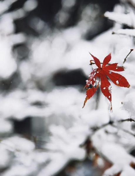 冬天图片大全_如何拍出雪景氛围感-第2张图片-山城妙识