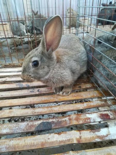 肉兔收购价格多少钱一斤_大量收购肉兔怎么联系-第3张图片-山城妙识