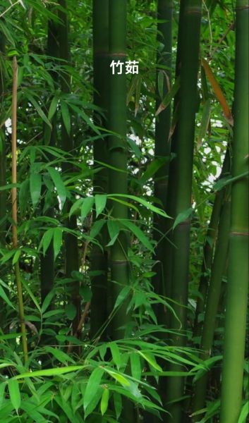 竹茹图片长什么样_竹茹真假怎么辨别-第2张图片-山城妙识
