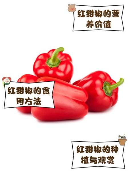 甜椒图片怎么拍_甜椒图片怎么调色-第1张图片-山城妙识