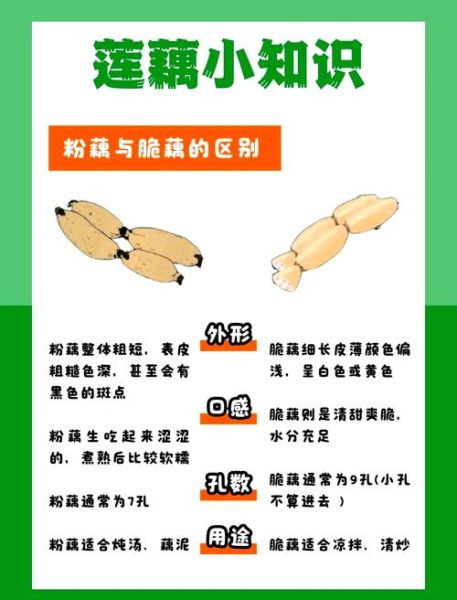 莲藕的功效与作用_中医怎么解释-第2张图片-山城妙识