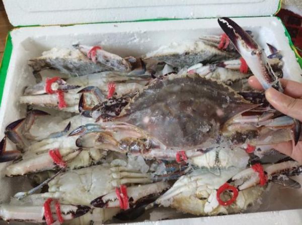 梭子蟹买回来怎么保存_能活多久-第2张图片-山城妙识