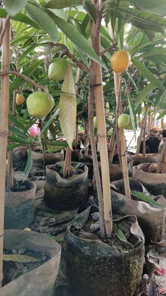 鸡蛋果树苗长什么样_鸡蛋果树苗怎么种植-第1张图片-山城妙识