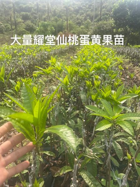 鸡蛋果树苗长什么样_鸡蛋果树苗怎么种植-第2张图片-山城妙识