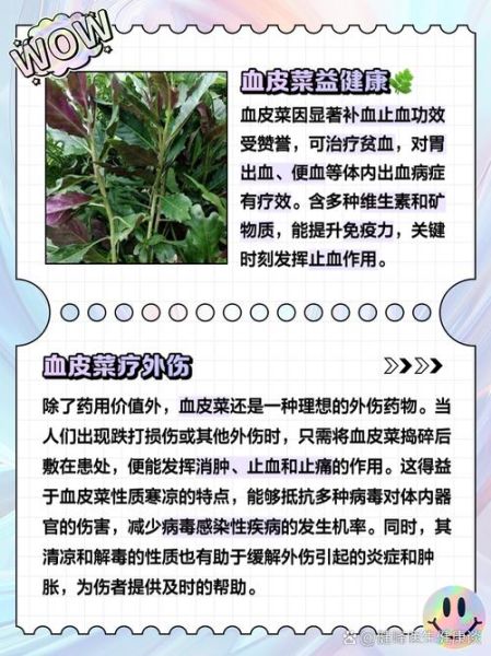 血皮菜的功效与作用_血皮菜怎么做好吃-第1张图片-山城妙识 血皮菜的功效与作用_血皮菜怎么做好吃-第1张图片-山城妙识