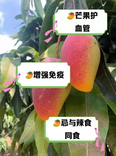 芒果的功效与作用禁忌_一天吃几个芒果-第2张图片-山城妙识