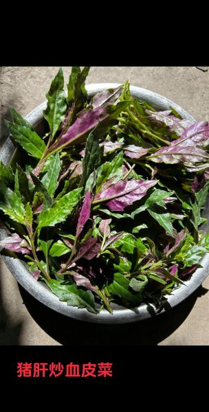 血皮菜的功效与作用_血皮菜怎么做好吃-第3张图片-山城妙识 血皮菜的功效与作用_血皮菜怎么做好吃-第3张图片-山城妙识